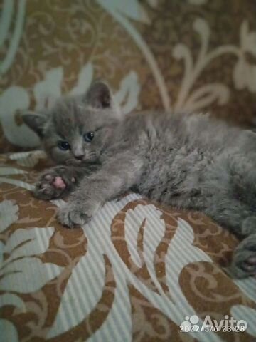 Британский котенок