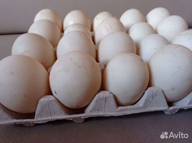 Утиные яйца