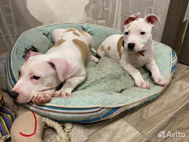 Стаффордширский терьер