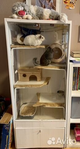Шиншиллы пара с витриной