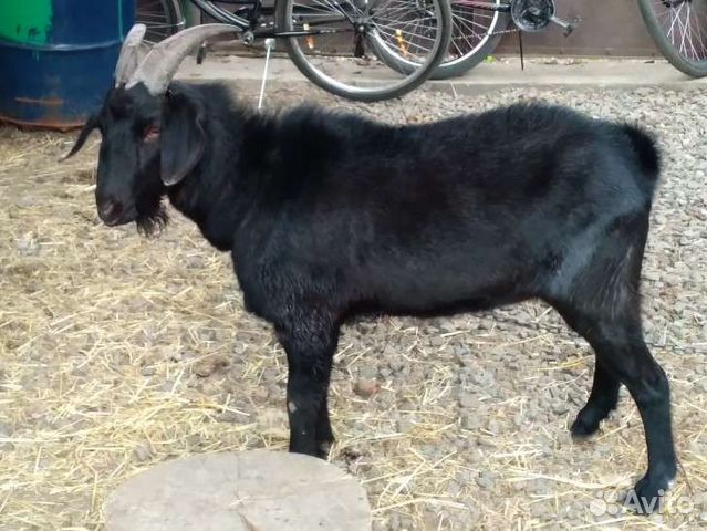 Козел-производитель