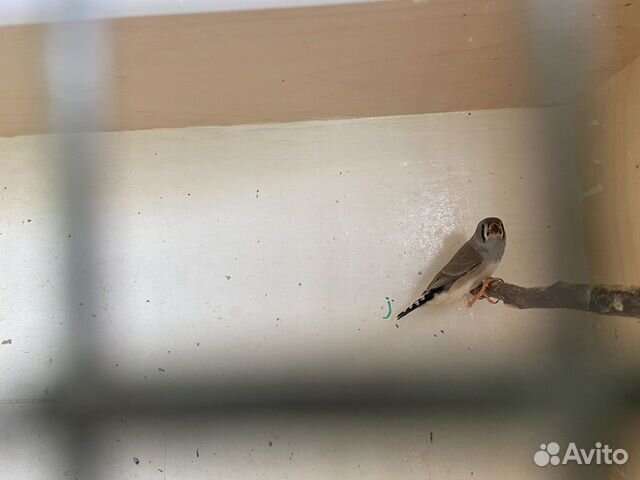 Зебровые амадины