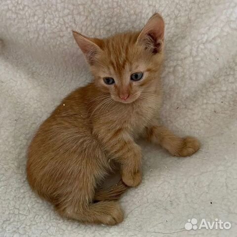 Рыжий котенок