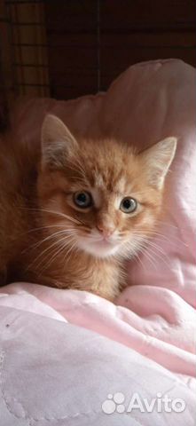 Рыжие шикарные котята 1,5 мес