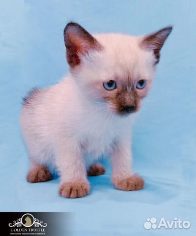 Котята меконгского бобтейла, Golden Truffle