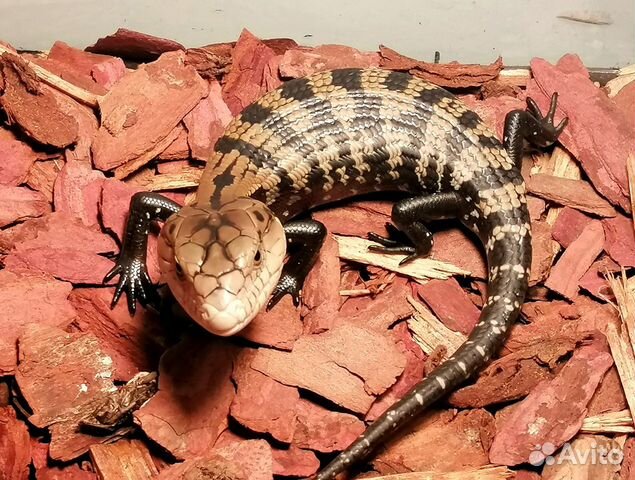 Синеязыкий сцинк