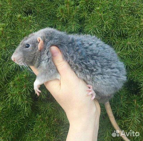 Крысята дамбо рекс