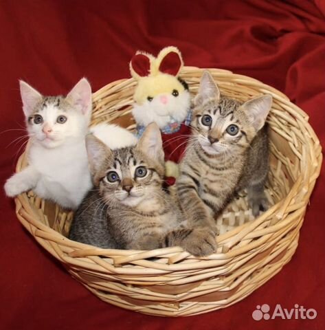 Крошки котята девочки 2 месяца в добрые руки
