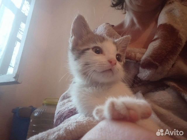 Котёнку нужен дом