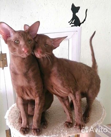 Циннамоновые котики