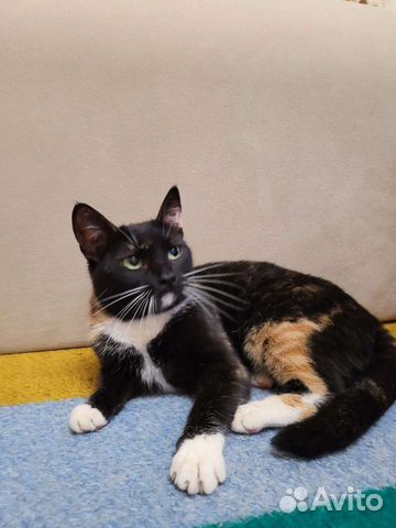 Кошка в добрые руки бесплатно