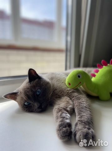 Отдам кота в добрые руки (тайского)