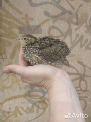 Перепела Эстонцы