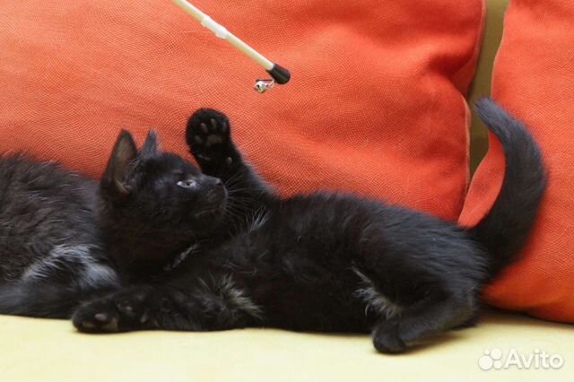 Котенок Шуша