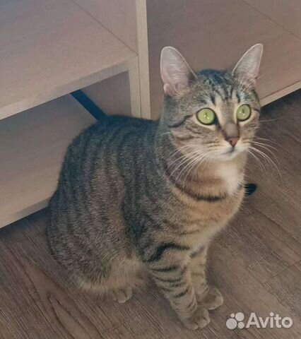 Две Шпротинки