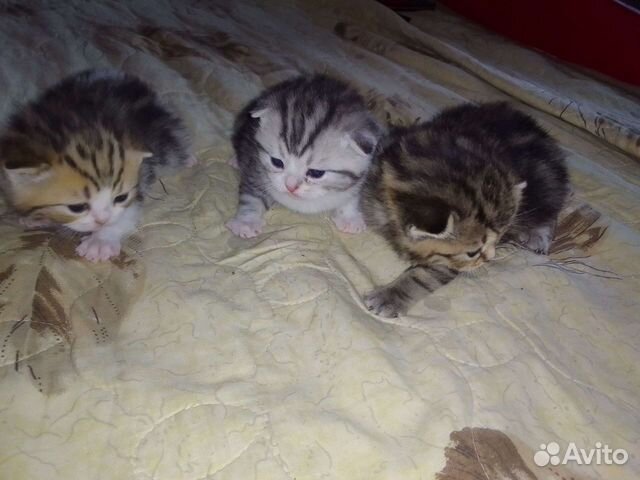 Кошки шотландцы