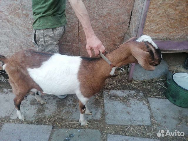 Коза нубийская