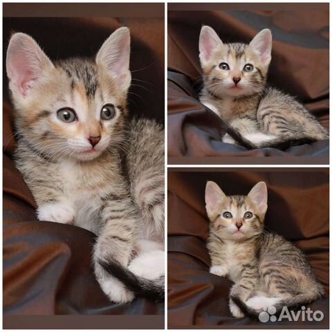 Котёнок, малышка малютка в добрые руки