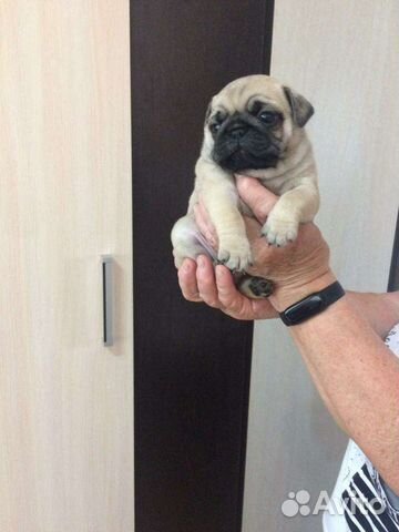 Мопсики щенки