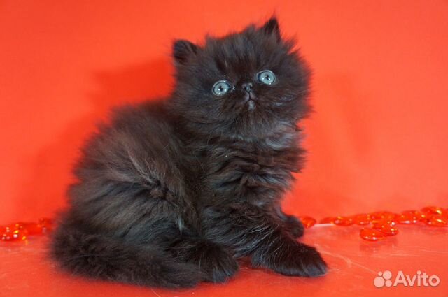 Экзотические, персидские малыши