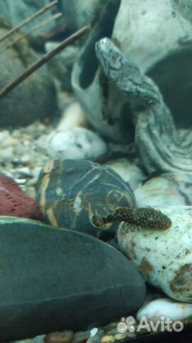 Сомики анциструс, гупики