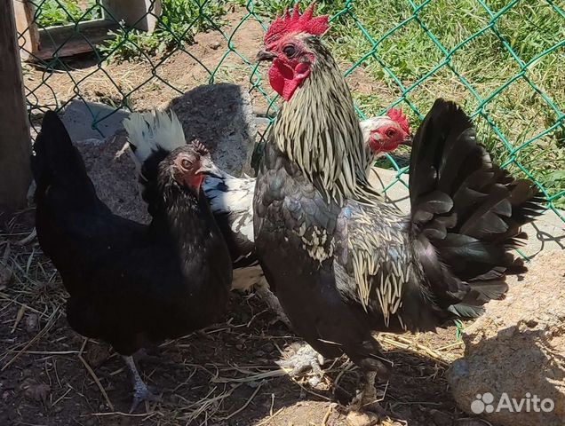 Карликовые куры