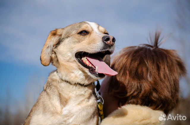 Персия в добрые руки
