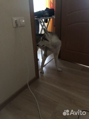 Щенки помесь лайки и хаски