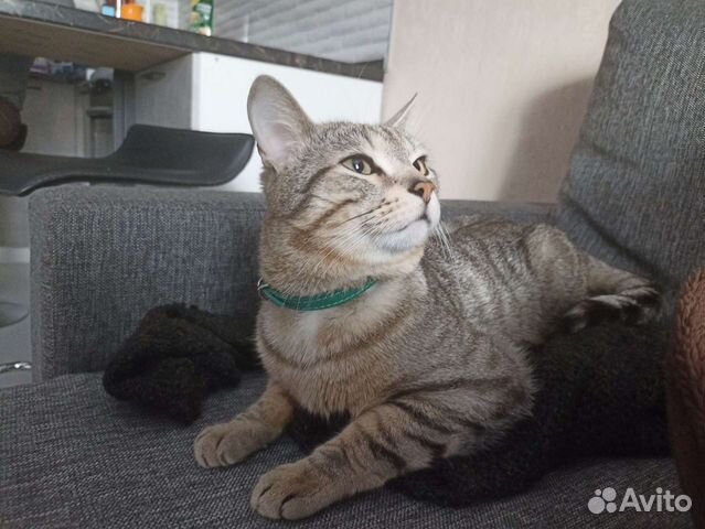 Кот на случку