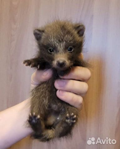 Енотовидная собака щенки