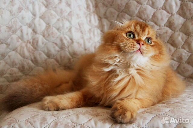 Золотой хайленд фолд котик