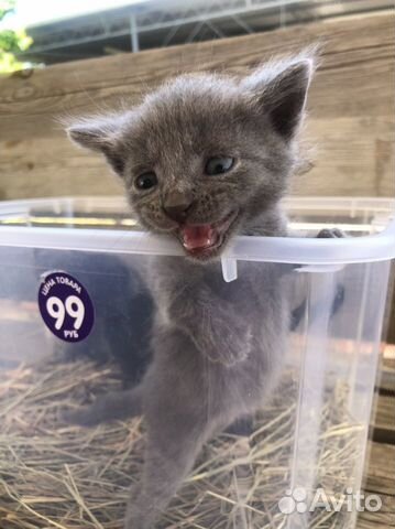 Котенок слепыш