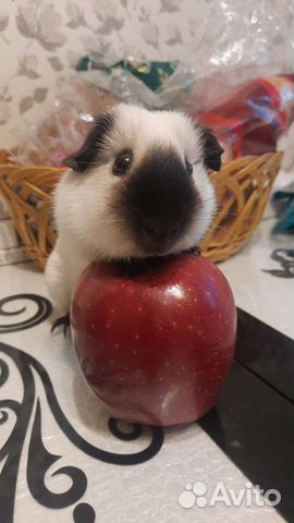 Морская свинка калифорния