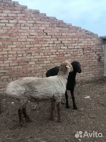 Баран на племя