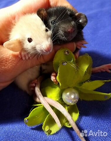 Крысята дамбо мальчишки