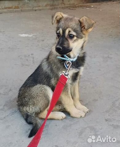 Щенок в добрые руки