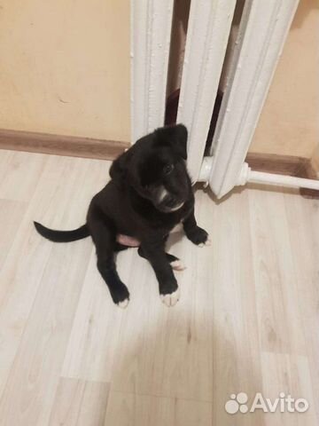 Отдам кане корсо