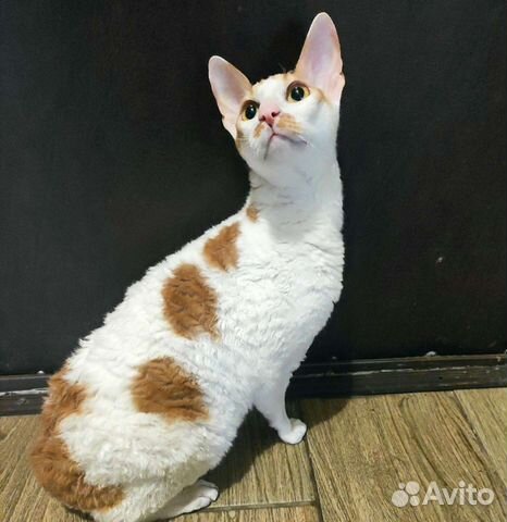 Кошки корниш-рекс