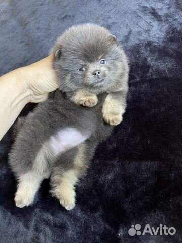 Девочка шпиц blue tan