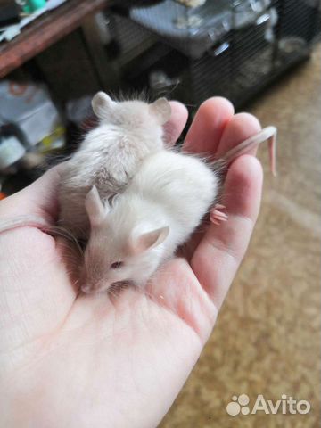 Сатиновые мышки