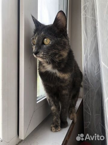 Кошечка молодая мышеловка