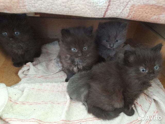 Котята в добрые ручки