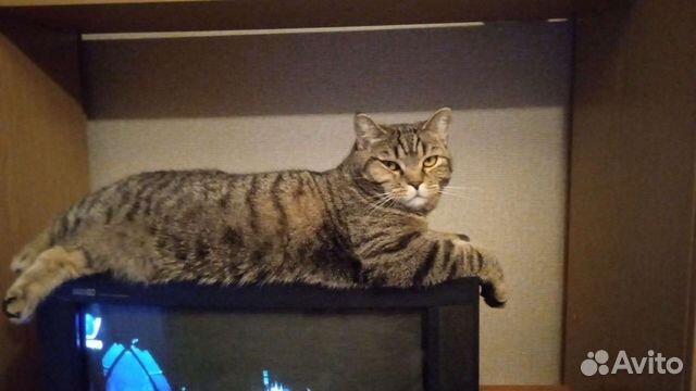 Кошка в дар