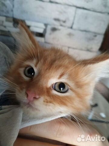 Котенок Шурик, 2-3 мес