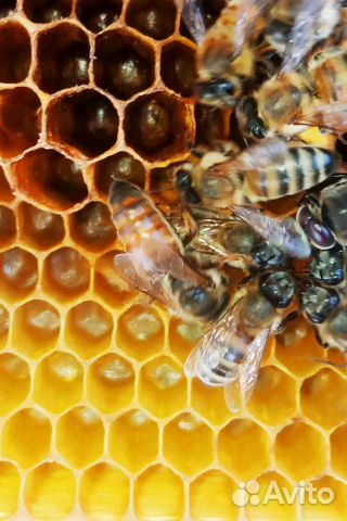 Неплодные пчеломатки