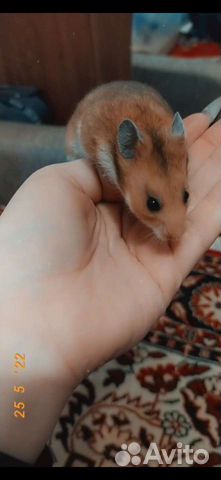 Сирийские хомячки