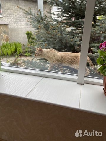 Потеряшки кошки