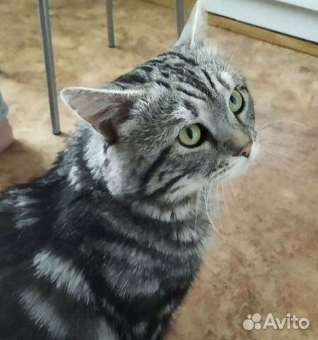 Котик -сирота