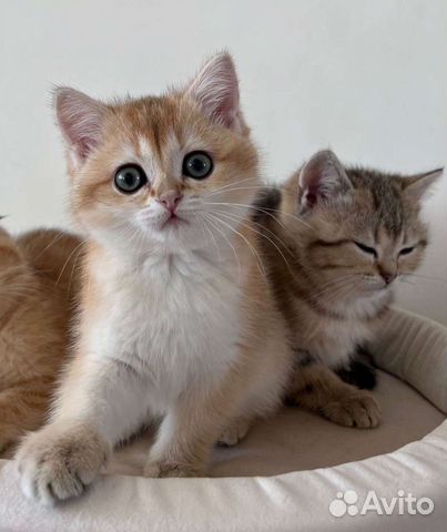 Шотланский котенок ny11