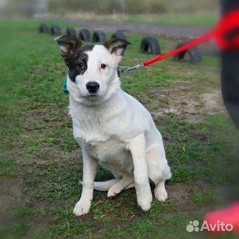 Щенок Марта, 6 месяцев